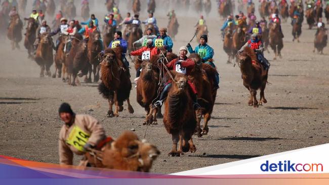 Foto: Apa Jadinya Kalau 1.000 Unta Balapan?