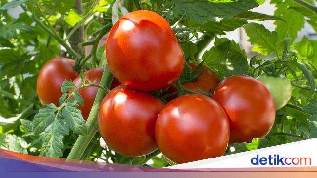 6 Asupan Makanan yang Bermanfaat untuk Kesehatan Paru-paru