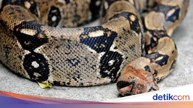 "Seekor Ular Melilit Muka Saya dan Menggigit Hidung Saya!"