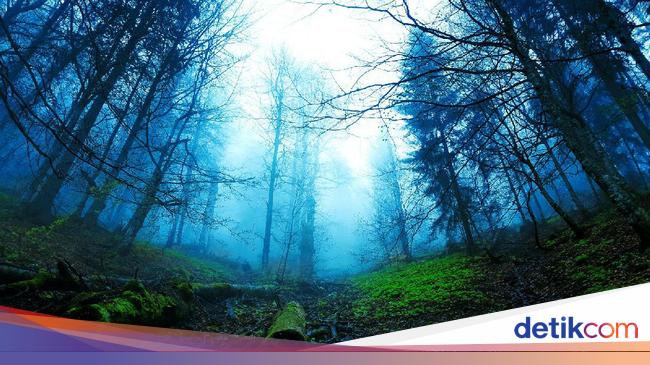 Foto Hutan Kelam Bernama Black Forest
