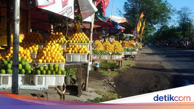 Mencicipi Mangga Podang Khas Kediri yang Manis dan Menyegarkan