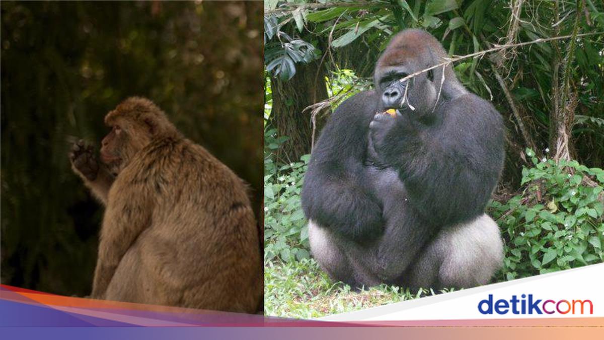 Ternyata Ini Perbedaan Kera dan Monyet, Jangan Keliru!