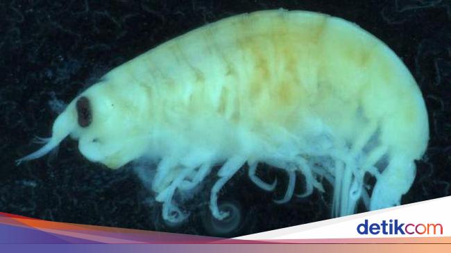 Penampakan Kutu Laut, Biota Pemangsa Daging yang Hebohkan Australia