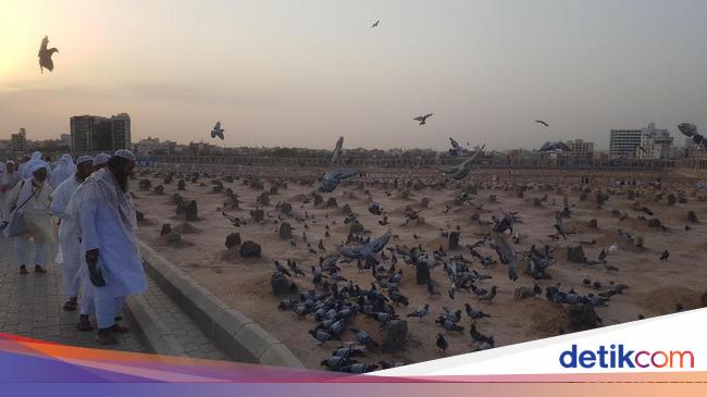Kisah Merpati Megan di Tanah Suci yang Dipercaya Peliharaan Aisyah