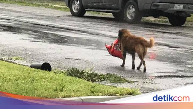 Cerita Viral Anjing Bawa Dog Food Usai Badai Harvey