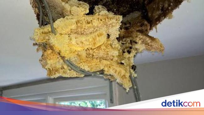 Cara Mencegah Lebah Bersarang di Dalam Rumah