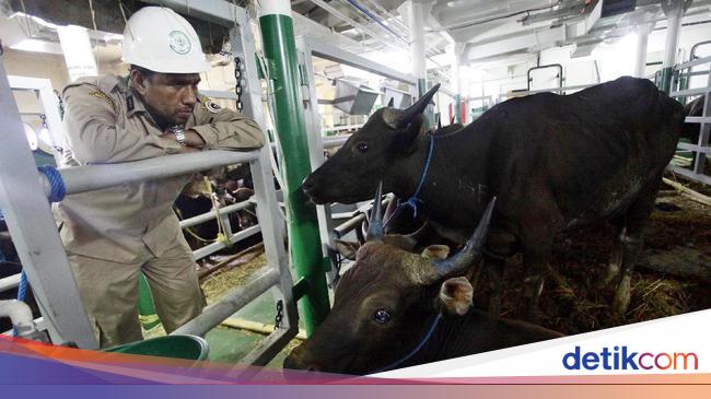 Ada Kapal Ternak, Harga Sapi NTT Lebih Murah Dibanding Impor