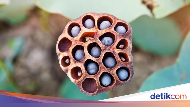 Kalau 10 Gambar Ini Bikin Merinding, Kemungkinan Kamu Punya Trypophobia