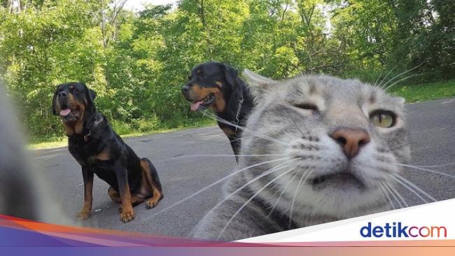 Kucing Suka Selfie Sama Temannya Jadi Sensasi Instagram