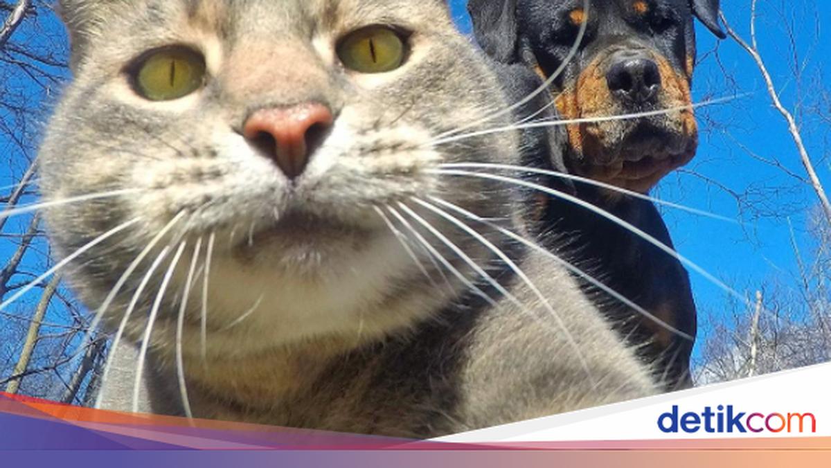 Kucing Suka Selfie Sama Temannya Jadi Sensasi Instagram