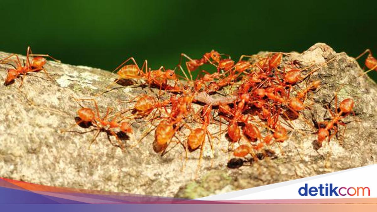 10 Cara Mengatasi Efek Gigitan Semut Merah agar Tidak Gatal atau Luka