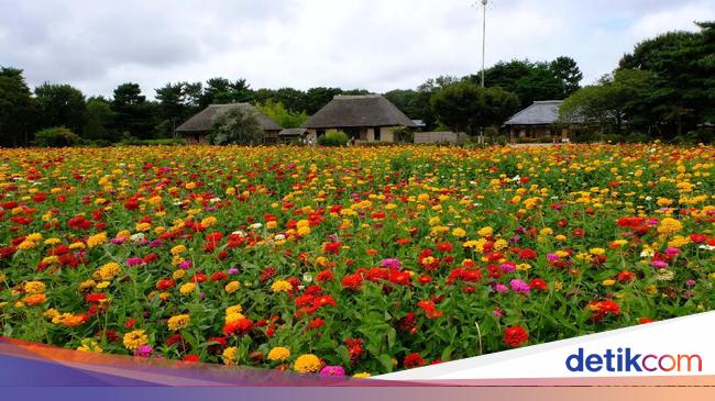 Kebun Bunga Jepang yang Instagrammable Banget