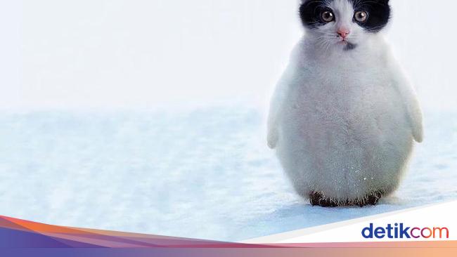 Potret Hybrid ketika Kucing dan Burung Kawin Silang