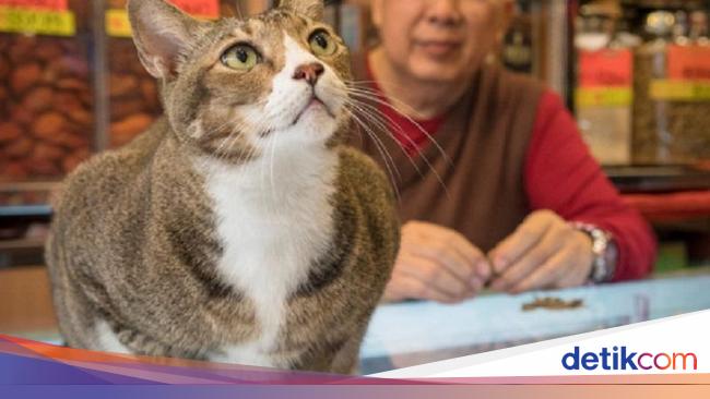 Fotografer Ini Abadikan Kucing yang Berkeliaran di Sekitar Pasar di ...