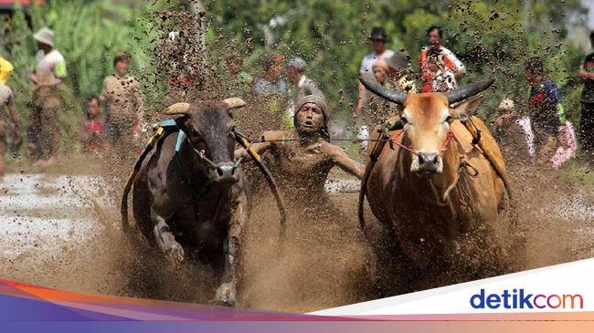 Ini Baru Laki! Tradisi Balap Sapi di Sumatera Barat