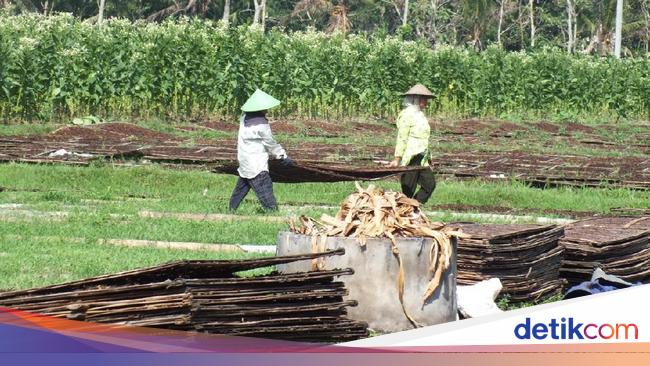 Magelang Diguyur Hujan Beberapa Hari, Harga Tembakau Rajangan Anjlok