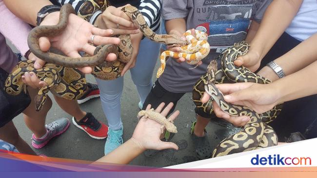 Potret Ular Molu Albino, Piton sampai Tokek Pakistan Masuk Jakarta