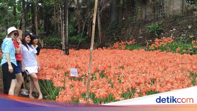 Foto: Taman Bunga Amarilis Gunungkidul yang Bagai di Luar Negeri