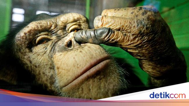 Lucu! Simpanse Ini Tertangkap Kamera tengah 'Ngupil'