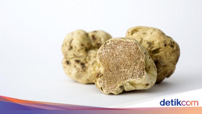 Turun Harga! Tahun Ini White Truffle Harganya Lebih Murah