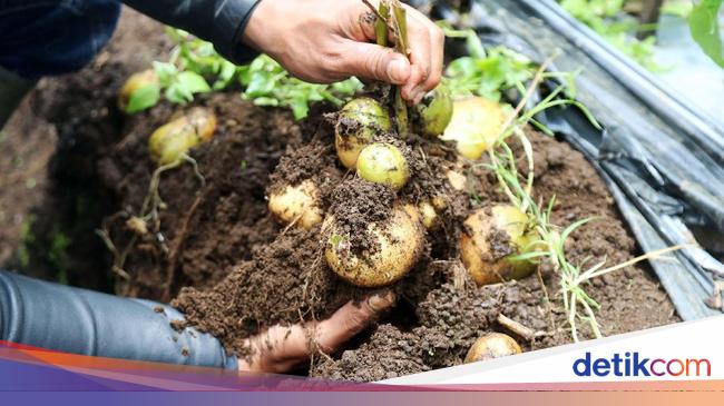 Alhamdulillah, Petani Kentang Panen Raya