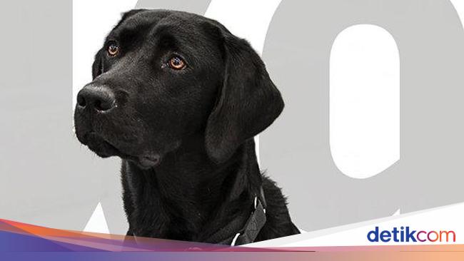 8 Fakta Anjing Labrador Retriever yang Terkenal Friendly