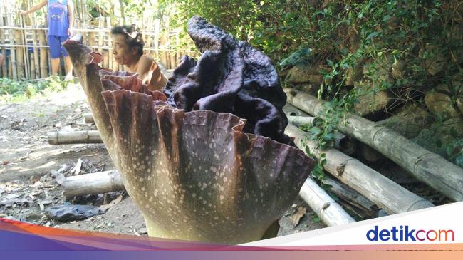 Melihat Suweg, Bunga Bangkai yang Tumbuh di Pangkah Bantul