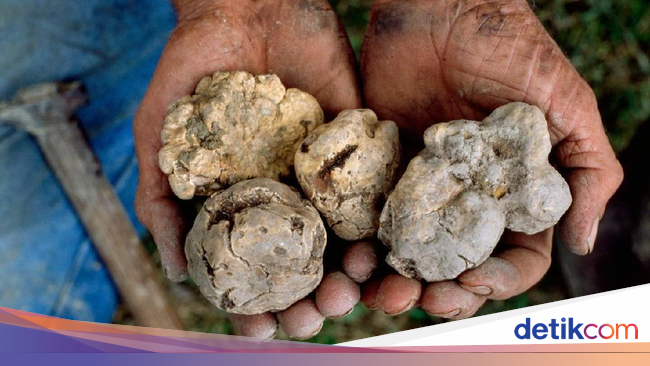 Ini Alasannya Jamur Truffle Harganya Selalu Mahal di Dunia
