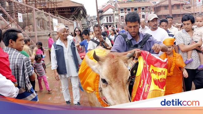 Di Nepal, Kematian Dimaknai Lewat Sapi
