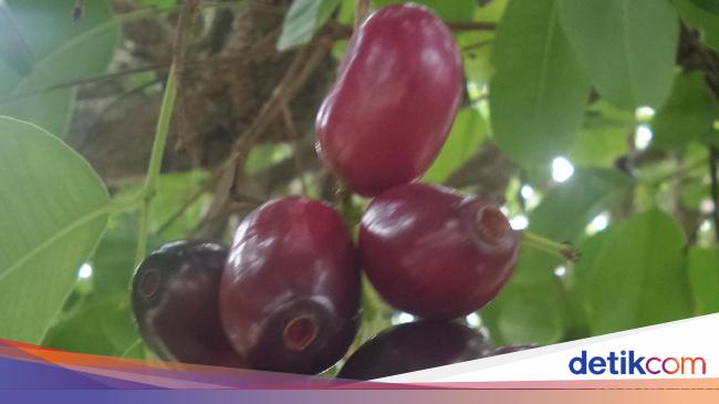 Apa Itu Buah Jamblang? Ini 10 Manfaatnya