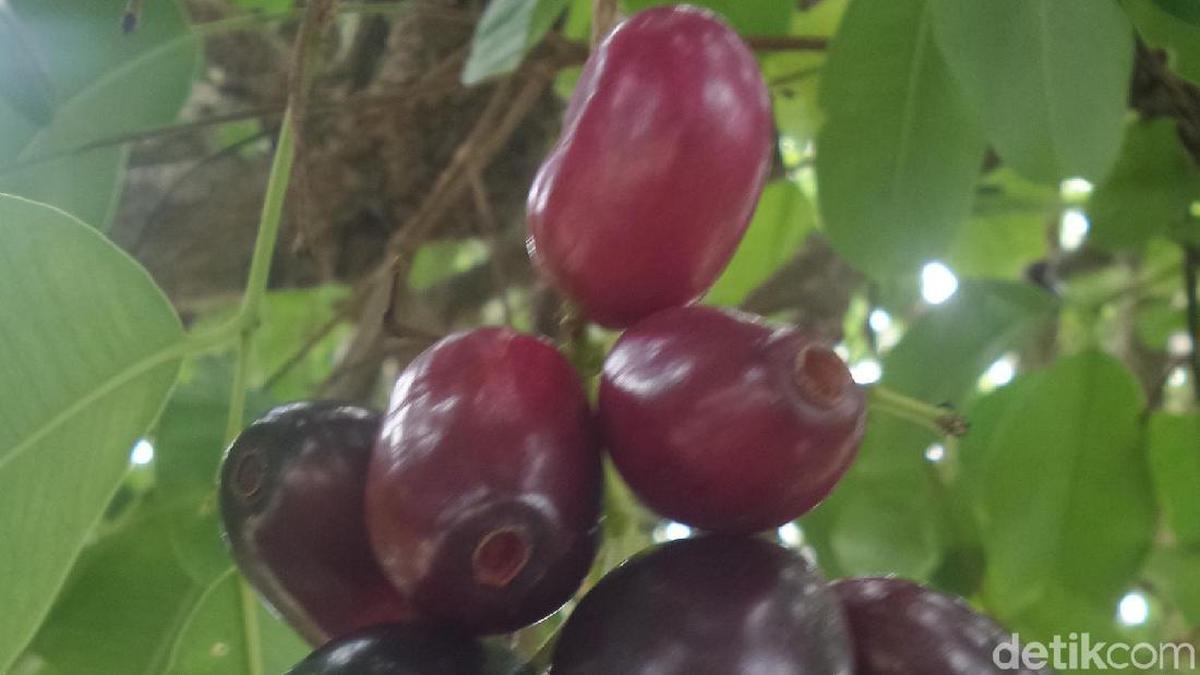 Apa Itu Buah Jamblang? Ini 10 Manfaatnya