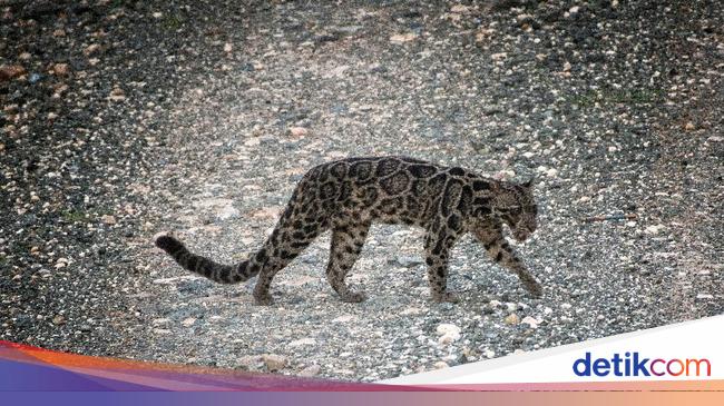 Penampakan Langka Macan Dahan dan 2 Anaknya di Malaysia