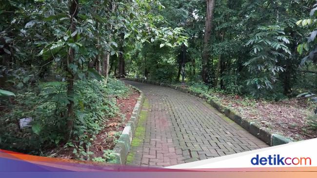 Foto: Melihat Hutan Kota Srengseng yang Akan Jadi Hutan Wisata