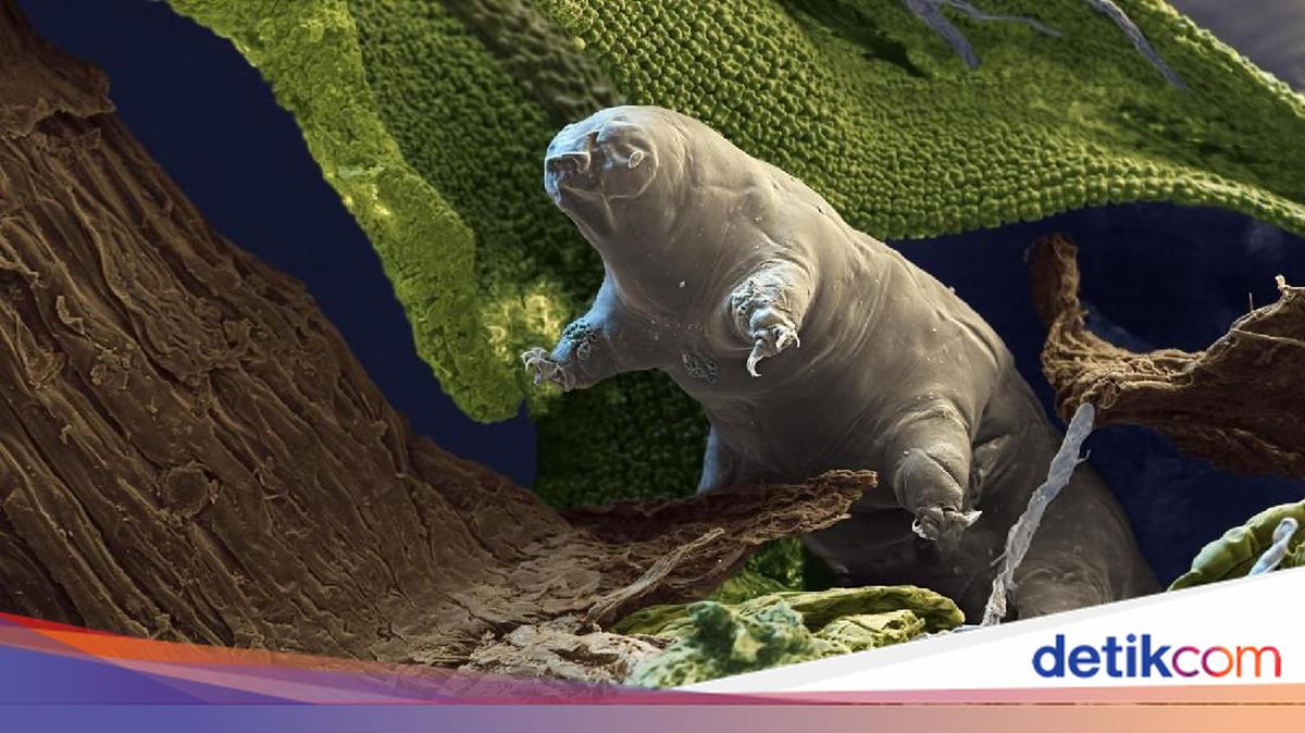 Makhluk Ini Diprediksi Jadi Hewan Terakhir Bertahan di Bumi