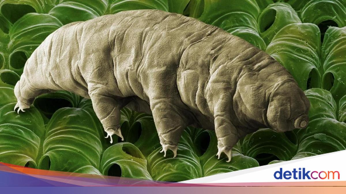 Rahasia Spesies Tardigrada Bisa Hidup Hampir Abadi di Bumi: Tahan Radiasi