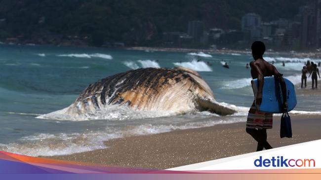 Foto: Penampakan Paus 'Raksasa' yang Mati di Pantai Brasil