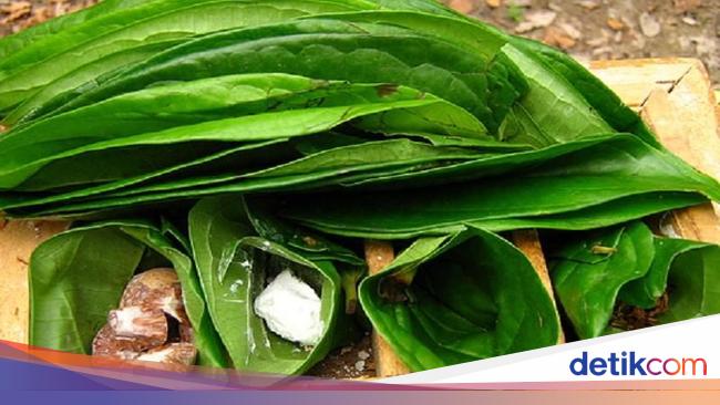 Nyirih dengan Campuran Bahan Lain Bisa Berisiko Kanker Rongga Mulut