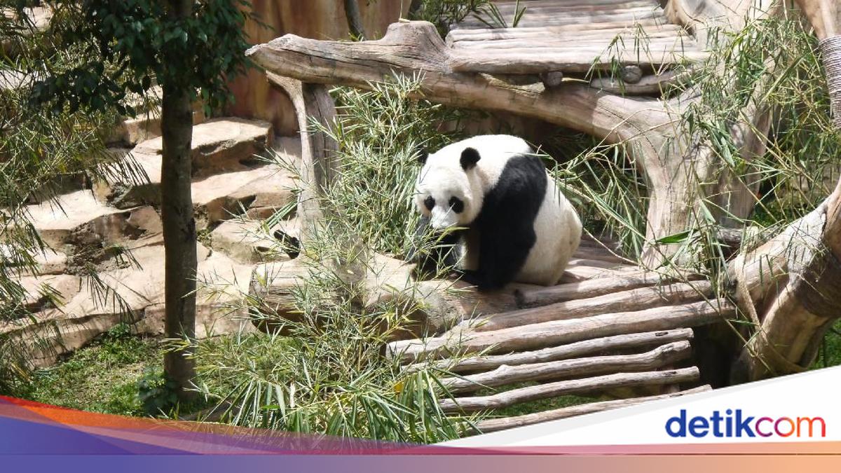 Puncak Longsor, 6 Destinasi Ini Masih Aman Dikunjungi