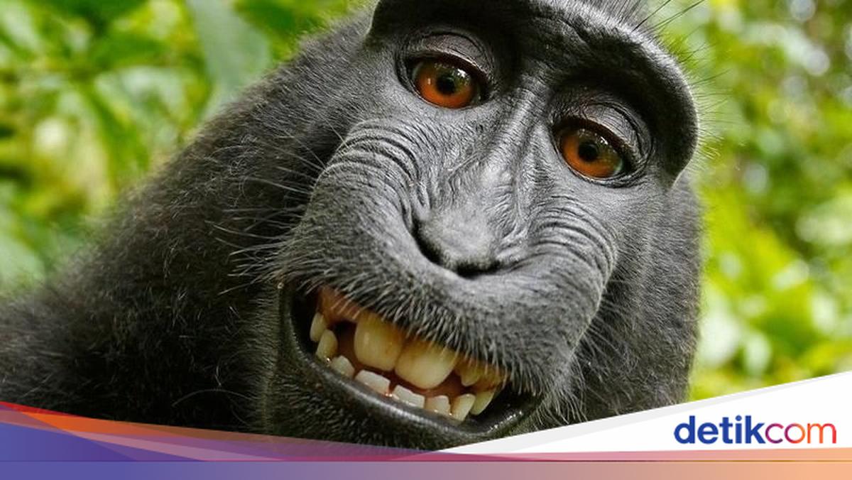 Monyet Indonesia yang Selfie Dipilih Jadi 'Person of the Year'