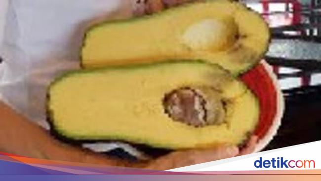Inikah Alpukat Paling Besar dan Berat di Dunia?