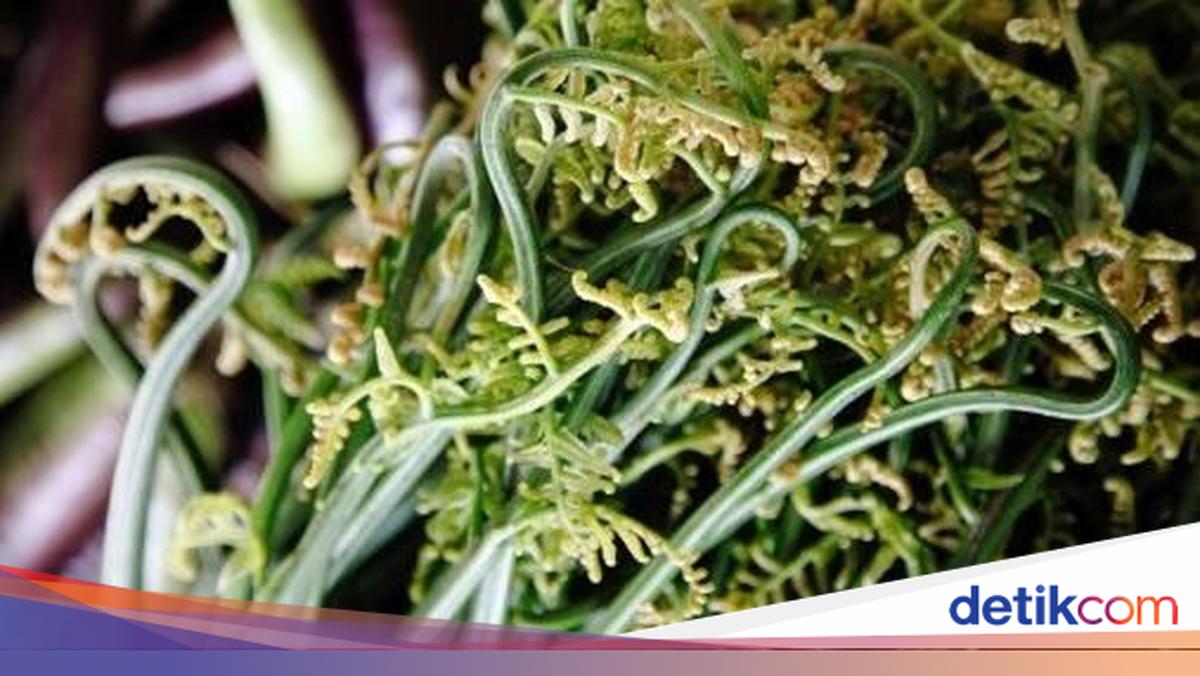6 Contoh Tumbuhan Higrofit, Ada Pakis Hingga Talas
