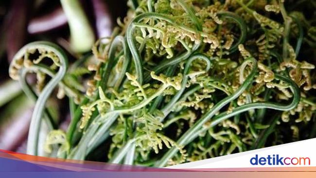 6 Contoh Tumbuhan Higrofit, Ada Pakis Hingga Talas