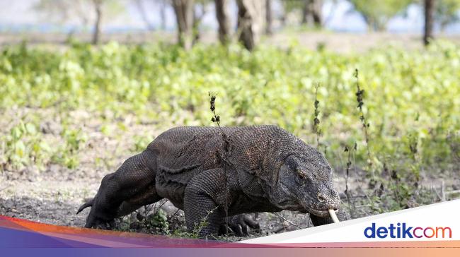 Jarang Terjadi, Komodo Mati Setelah Makan Kambing