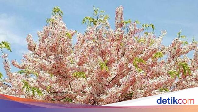 Yang Kamu Belum Tahu: Bunga Sakura di Sumba