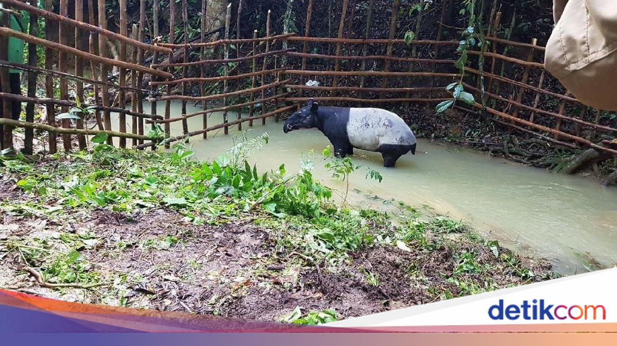Tapir Dewasa Terperosok Dalam Parit di Inhil
