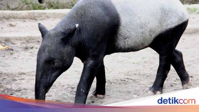 Tentang Tapir yang Bikin Geger karena Nyasar ke Kolam Ikan
