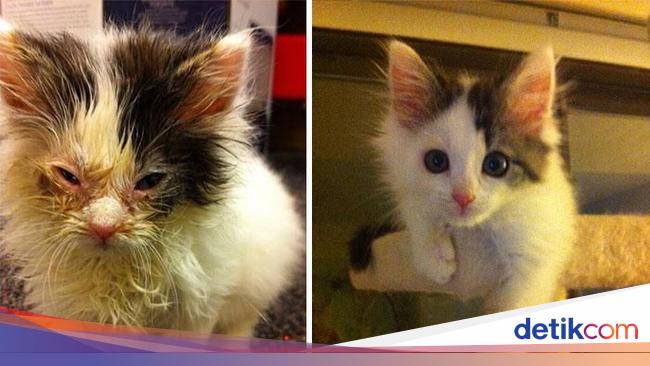 Potret Viral Perubahan Kucing Buluk Jadi Lucu Menggemaskan