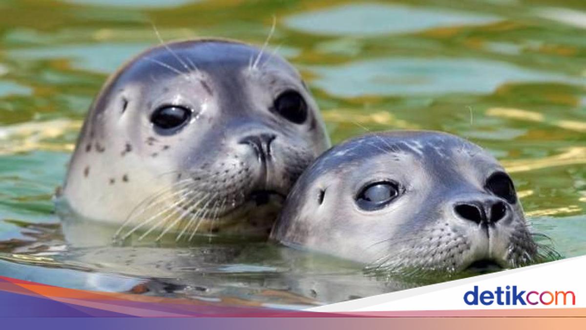 Sentuh Anjing Laut, Turis Ini Kena Denda Rp 21 Juta