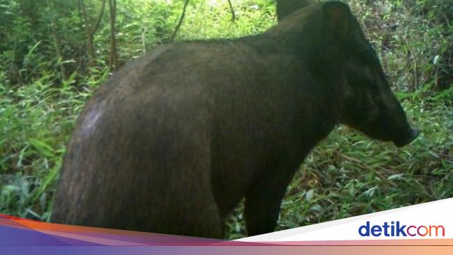 6 Jenis Babi di Indonesia, Babi Kutil Sampai Babi Berjenggot