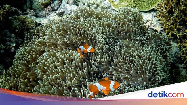 Asyiknya Snorkeling Bareng Nemo di Pulau Kapoposang